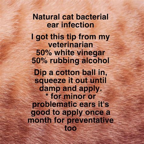 Best 13 Can You Get Ringworm From A Cat What You Need To Know About