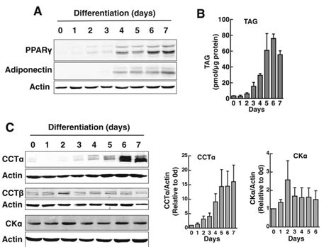 Nuclear Localized Ctp Phosphocholine Cytidylyltransferase α Regulates Phosphatidylcholine