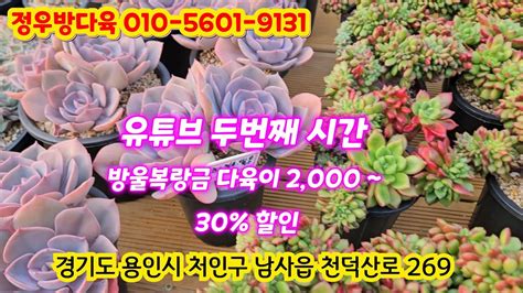 정우방다육 2 유튜브 2번째 균일가 2천 3천 5천~ 30 할인 품목 다육이 Youtube