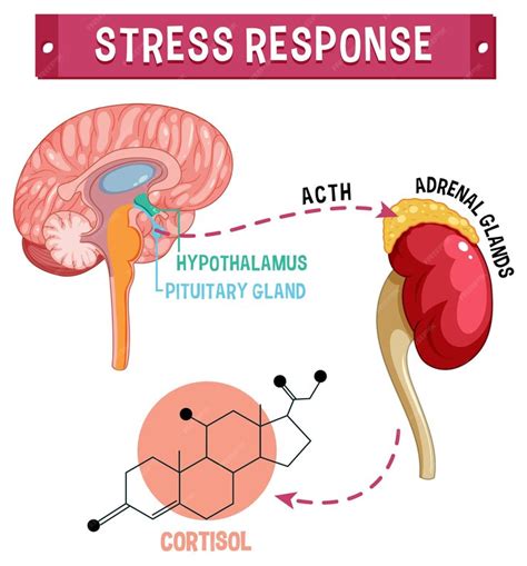 Premium Vector Stress Response System Scheme