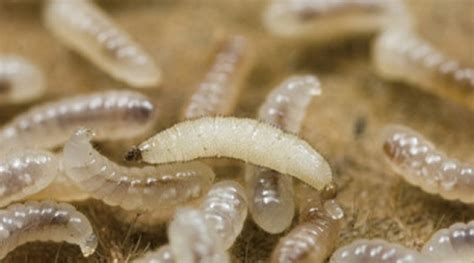 Termite Maggots Vs Termite Larvae