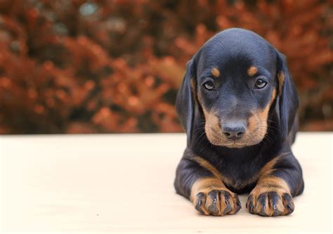 How To Help A Puppy With Separation Anxiety