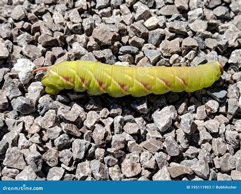 Great Ash Sphinx Moth Caterpillar Stock Image Image Of Worm Nature