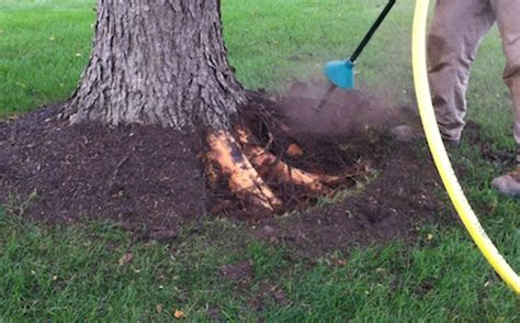 How To Get Rid Of Tree Roots In Garden Garden Likes