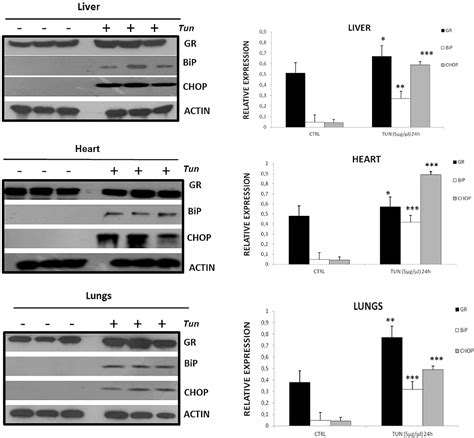 Table 1 From Crosstalk Between C Ebp Homologous Protein Chop And