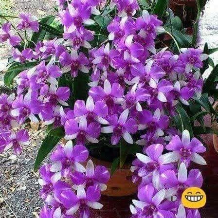 Ofelia Ortiz Ofelia Mieldeabeja Threads Say More