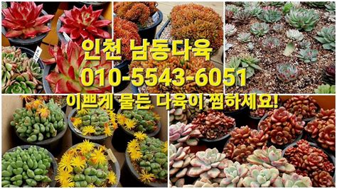 인천 남동다육 010 5543 6051예쁘게 물든다육이 찜하세요 Youtube