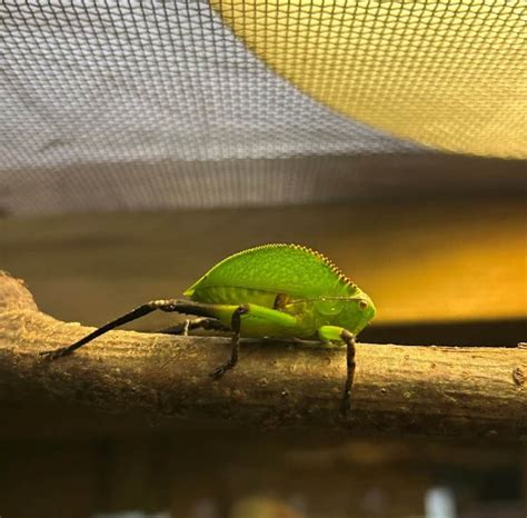 Leaf Katydid Facts