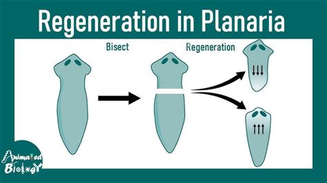 Diagrama De Regeneracao Planaria