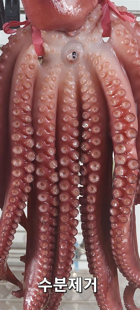 왕돌초 자숙 문어