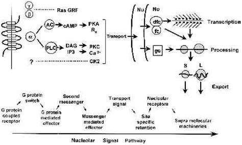 A Proposed Model Of Nucleolar Signal Pathways The Model Exhibits Download Scientific Diagram