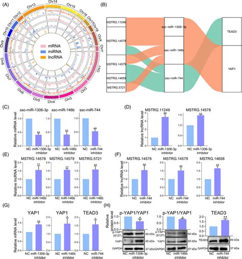 The Lncrna‐mirna‐mrna Cerna Network A Genome‐wide Distribution Of