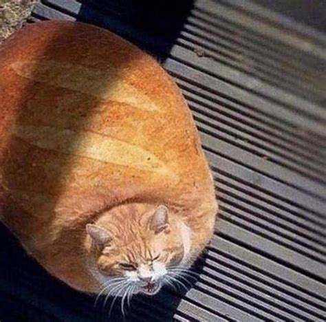 Feline Loaf One Whole Loaf Of Cat Can Be Either Consumed For A Hairy