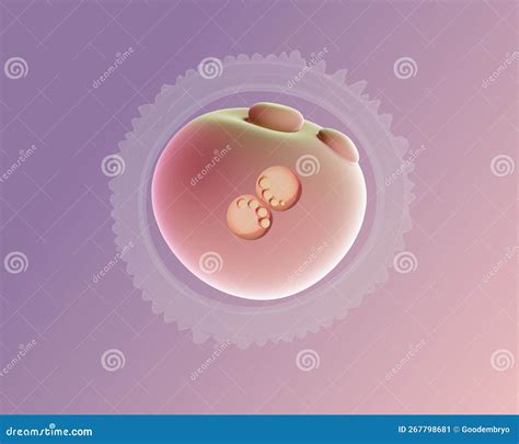 Human Fertilized Egg Stock Illustration Illustration Of Assisted 267798681