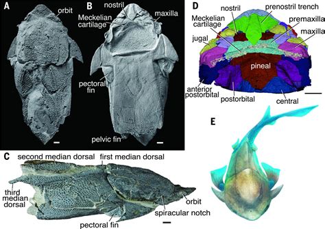 A Silurian Maxillate Placoderm Illuminates Jaw Evolution Science