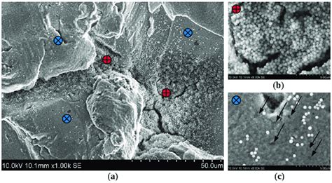 A Sem Image Of Detailed View On Sio2 F Coatings Sprayed On An Alumina Download Scientific