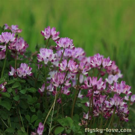 자운영 특징 효능 영양성분 고르는법 부작용