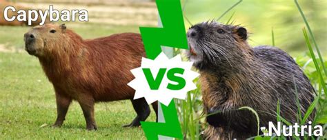 Capybara Size Comparison