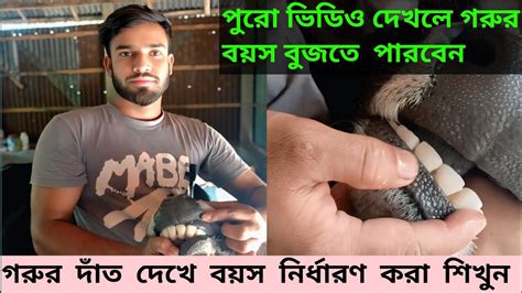 গরুর দাঁত দেখে বয়স নির্ধারণ করা শিখুন। Youtube