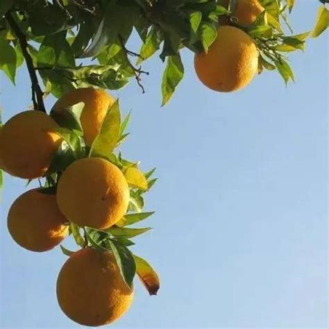 一年一度廉江红橙丰收节即将到来诚邀您参加廉江红橙丰收节纯玩三天团 大自然 都会 国宴