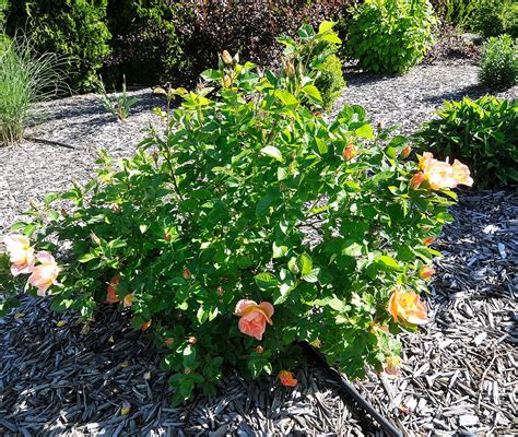 Роза Морден Санрайз Фото И Описание Отзывы – Telegraph