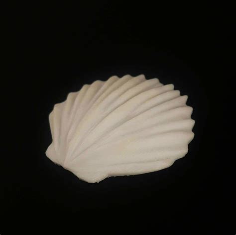Stl File Sea Shell Clam 🐚・3d Printable Model To Download・cults