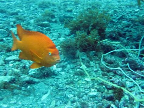 Garibaldi Facts Diet Habitat And Pictures On Animaliabio