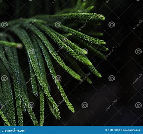 Cypress Leaves With Green Colour Stock Image Image Of Strings Leaf