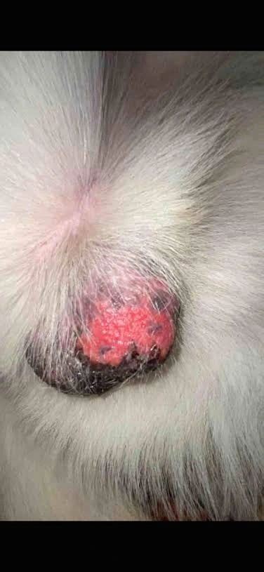 Scrotal Dermatitis The Scrotum Appears To Be Site Of Predisposed To