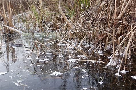 겨울 풍경입니다 리드와 얼음 결정으로 얼어 붙은 호수의 얼음 12월에 대한 스톡 사진 및 기타 이미지 12월 가까운 가을 Istock