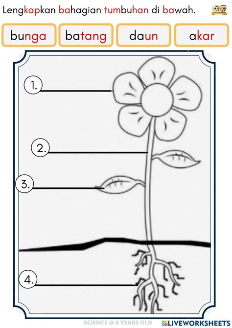 Kenali Bahagian Tumbuhan Interactive Worksheet Live Worksheets Bilarasa