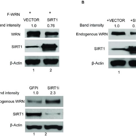 A Wrn Wt Or Wrn 6kr Were Transfected With Vector Cbp Or Sirt1 Into Download Scientific