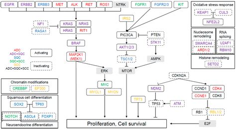 Stage 4 Adenocarcinoma Lung Cancer