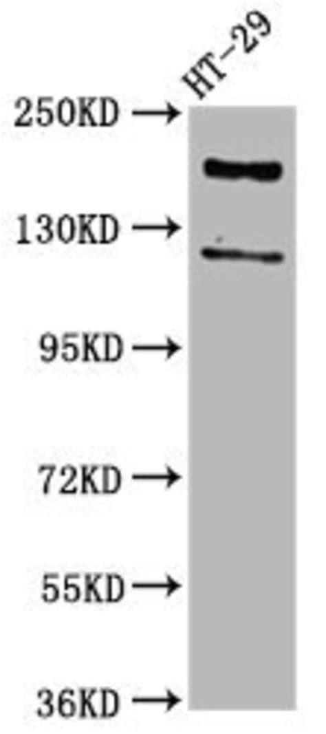 Synaptojanin 1 Rabbit Anti Human Polyclonal Invitrogen 100 μg Unconjugated Antibodies