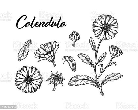 손으로 그린 금송화 꽃 세트 스케치 타일의 벡터 일러스트레이션입니다 현실적인 상세한 식물 디자인 요소 꽃잎에 대한 스톡 벡터 아트 및 기타 이미지 Istock