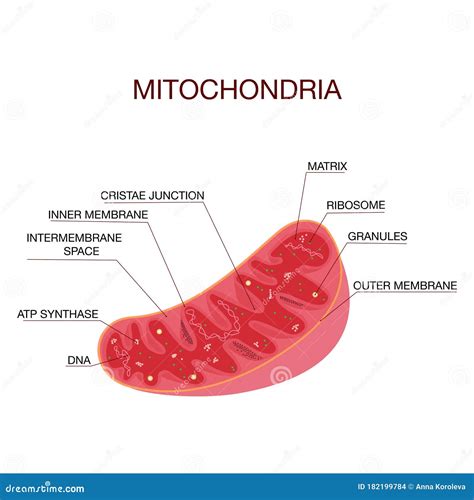 Diagram Of The Structure Of Mitochondria Medical Education Vector