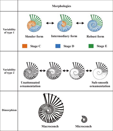 Intraspecific Variability And Dimorphism Of The Lower Greensand Download Scientific Diagram