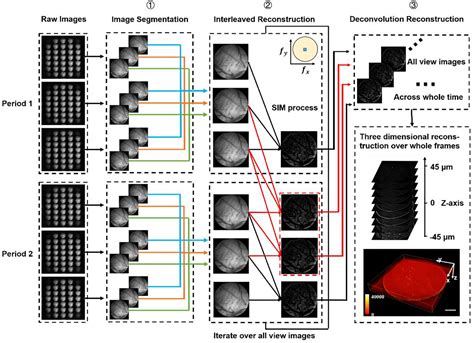 Frontiers Background Inhibited And Speed Loss Free Volumetric Imaging In Vivo Based On