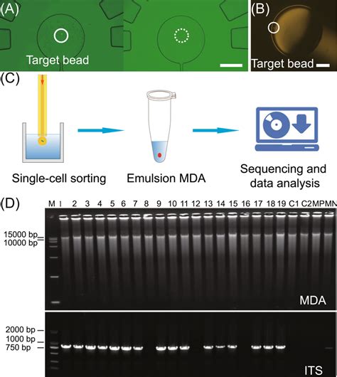 Singlecell Printing For Singlecell Genomic Analysis A The Target Download Scientific