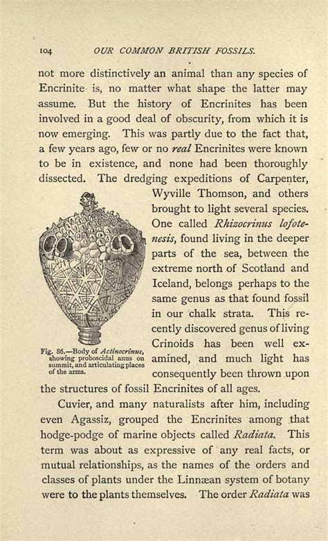 Our Common British Fossils And Where To Find Them Page 104 Bhl20965297 Picryl Public