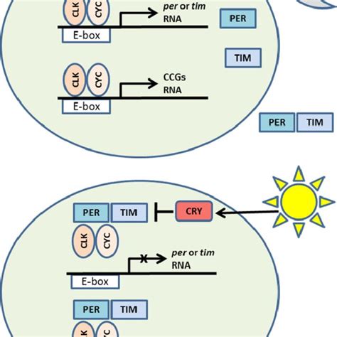 Schematic Depiction Of The Negative Feedback Loop That Forms The Core Download Scientific