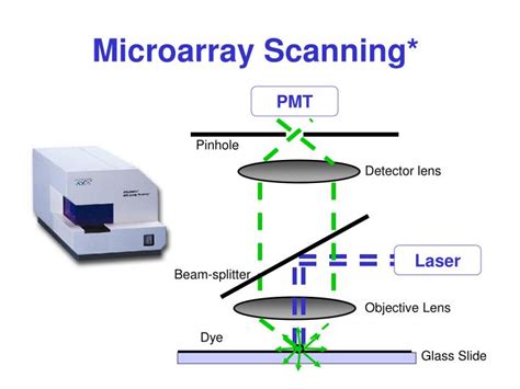 Ppt Measuring Gene Expression Part 3 Powerpoint Presentation Id4520831