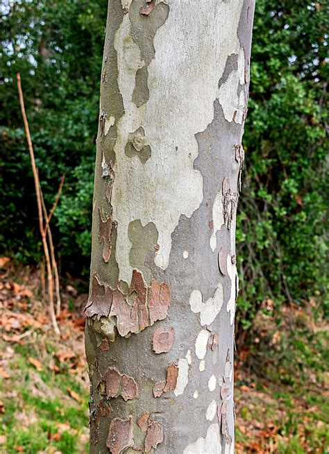 Types Of Trees With White Bark Dengarden
