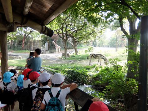 平群北小学校 10月20日木12先生 社会見学で天王寺動物園に行きました