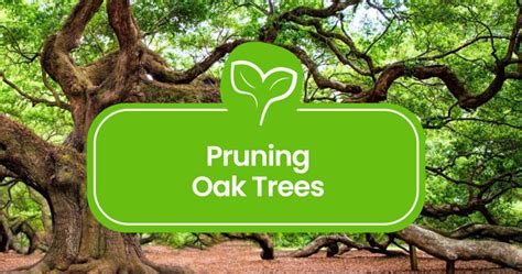 Pruning Oak Trees Your Step By Step Guide Plant Propagation
