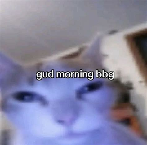 Welcome Back Cat Meme