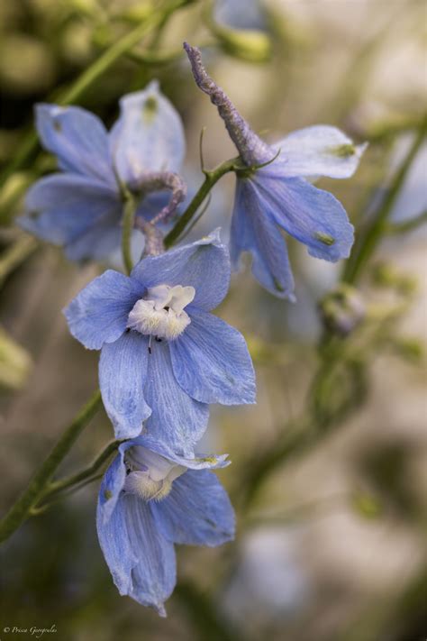 Rittersporne Delphinium Elatum Hybride Gletscherwasser Foto And Bild