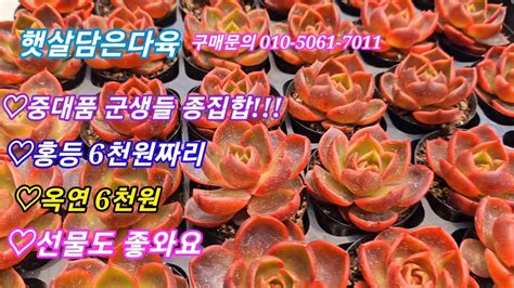 햇살담은다육 신상다육 착한가격에 5만원이상 무료배송 선물로 예쁜마디바증정~~♡옥연♡빅레드철화♡레드글로우철화♡복숭아미인♡공작환♡엘리자♡헤븐스테이드금♡핑크바니