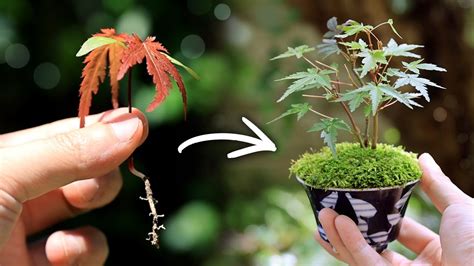 心癒される愛着に感動 新芽採取から始めるモミジのミニ盆栽制作とは GLUGLU グルグル by grape