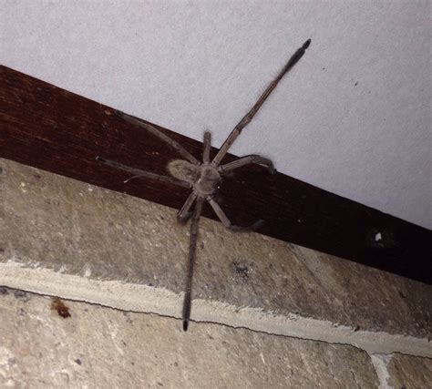 18 Best U Rumpy Pumpy Images On Pholder Pugs Spiders And Spiderbro